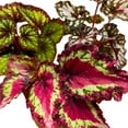 Harmony's Begonia Rex Assortment, 4 inch 3 Different Colorful Rex ...