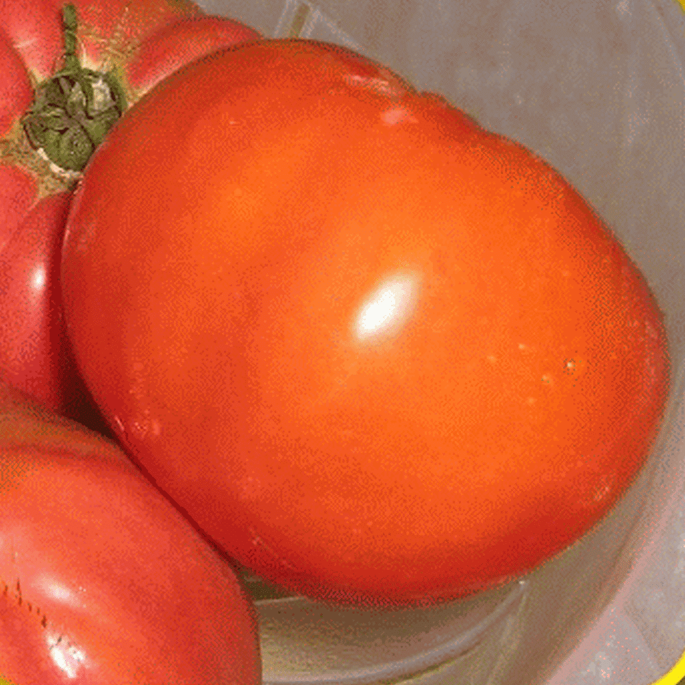 Everwilde Farms - 1 Lb Giant Belgian Pink Heirloom Tomato Seeds - Gold ...