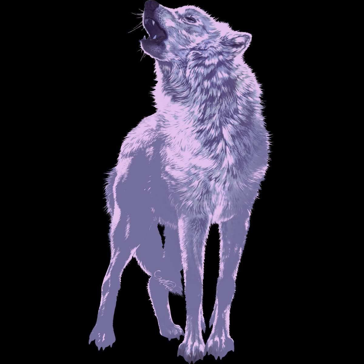Lone Black Wolf Howling