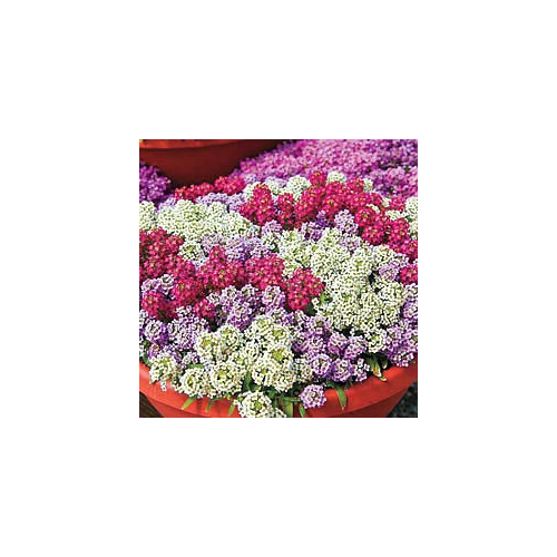 Alyssum Wonderland Mix Nice Garden Flower By Seed Kingdom Bulk 3000 Seeds
