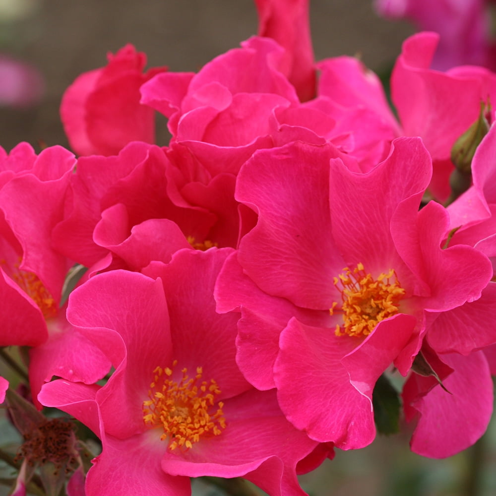Heirloom Roses Pink Rose Bush - Playgirl™ Shrub Roses Plants - Live ...