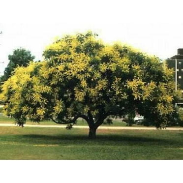 10 ROYAL POINCIANA TREE Delonix Regia aka Red Flame Flamboyant Tree Peacock Flower Seeds ...