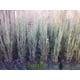 Juniper Scopulorum, Skyrocket Evergreen Tree, 4 Inch Pot, Lot of 12 ...