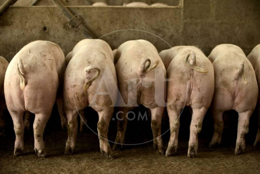 Large White Pigs Rear View, Lined Up in Pen, Unframed Photographic ...
