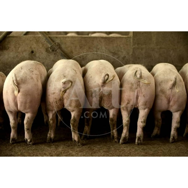 Large White Pigs Rear View, Lined Up in Pen, Unframed Photographic ...