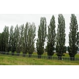 Bare Root Lombardy Poplar Cuttings for Planting - Great for Privacy ...