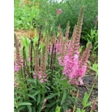 Seedville USA 50 Mixed Colors Veronica Sightseeing Mixture, Pink ...