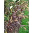 Seedville 25 Red Jewel Millet/ Setaria Italica Flower Seed - Walmart.com