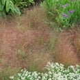 Agrostis Ornamental Cloud Drought Tolerant Grass Seed For Xeriscaping ...