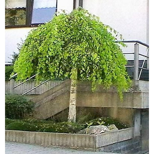 50 SILVER WEEPING BIRCH Tree White European Betula Pendula Alba Seeds ...