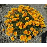 California Orange Poppy, 200+ Seeds, Beautiful Bright Orange, Perfect ...