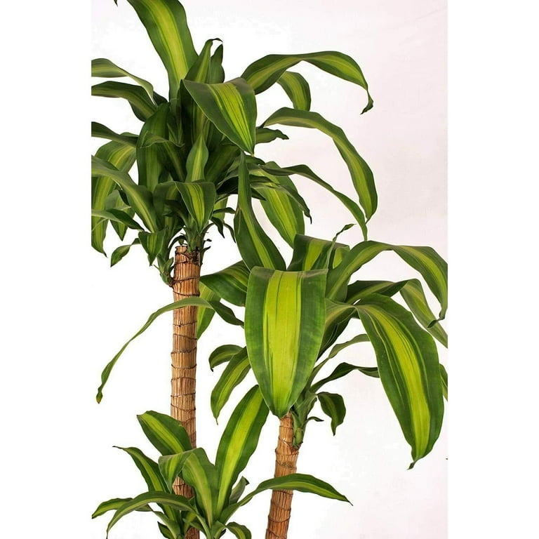 Corn Stalk House Plant