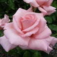 Heirloom Roses - Marylou Whitney Rose Bush - Pink Roses For Garden ...
