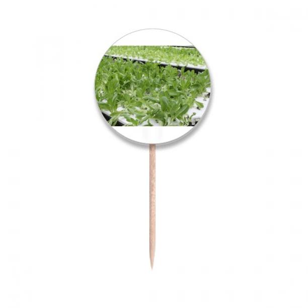 Waterless Cultivated Vegetables Toothpick Flags Round Labels Party ...