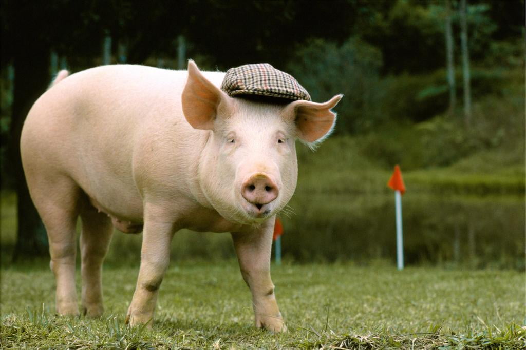 Fashionable Pig Wearing a Plaid Cap Pig Prints Wall Art Pig Pictures ...