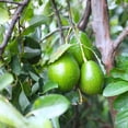 Avocado Tree Live Plant, Large Round Avocado Plants Live in 3 Gallon ...