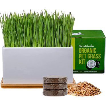 Cat A'Bout Freshly Grown Cat Grass Plus, Natural Digestive Aid ...