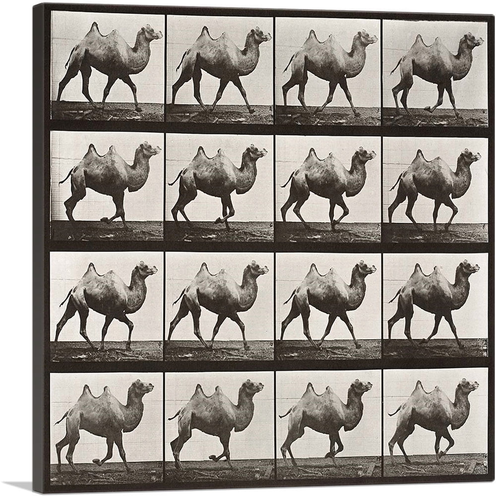 ARTCANVAS Camel Racking 1887 Canvas Art Print by Eadweard Muybridge ...