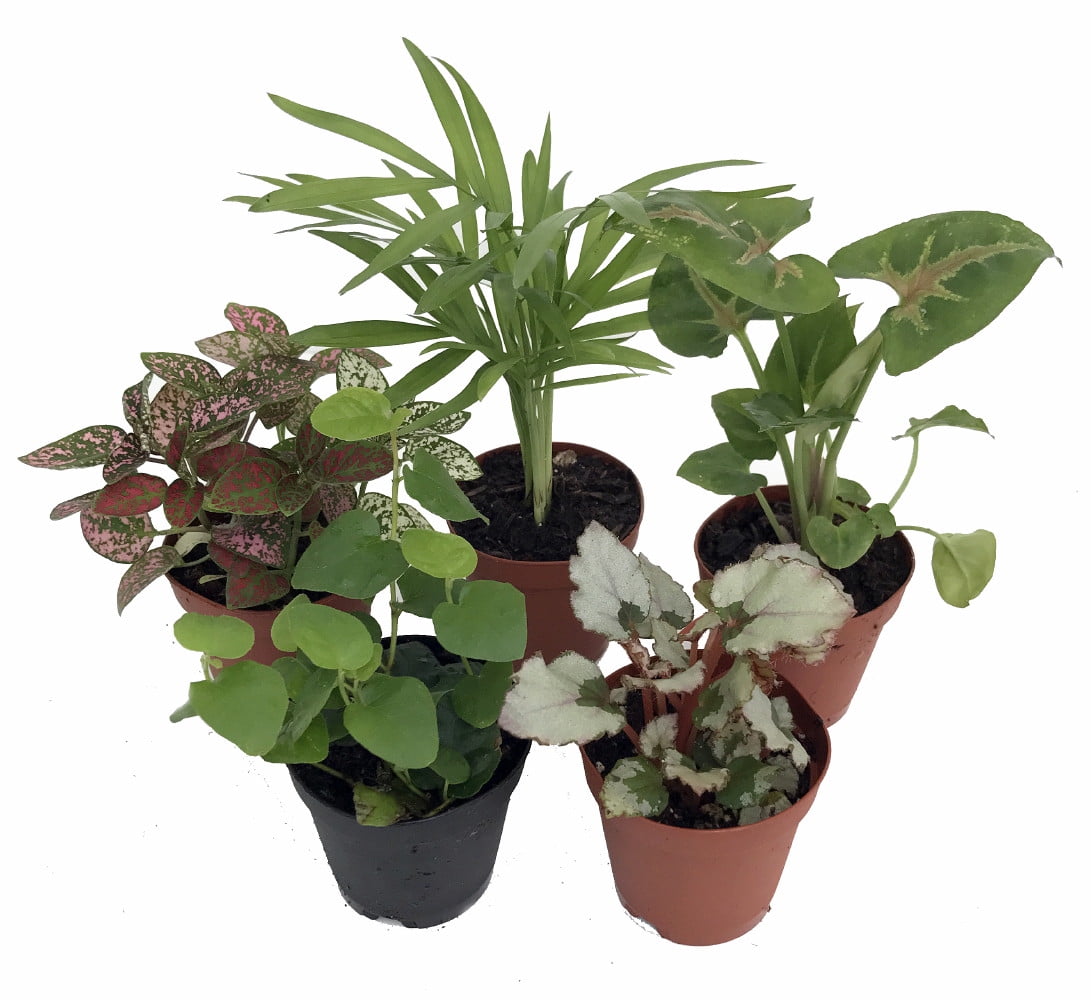 Terrarium & Fairy Garden Plants - 5 Plants in 2" pots - Walmart.com