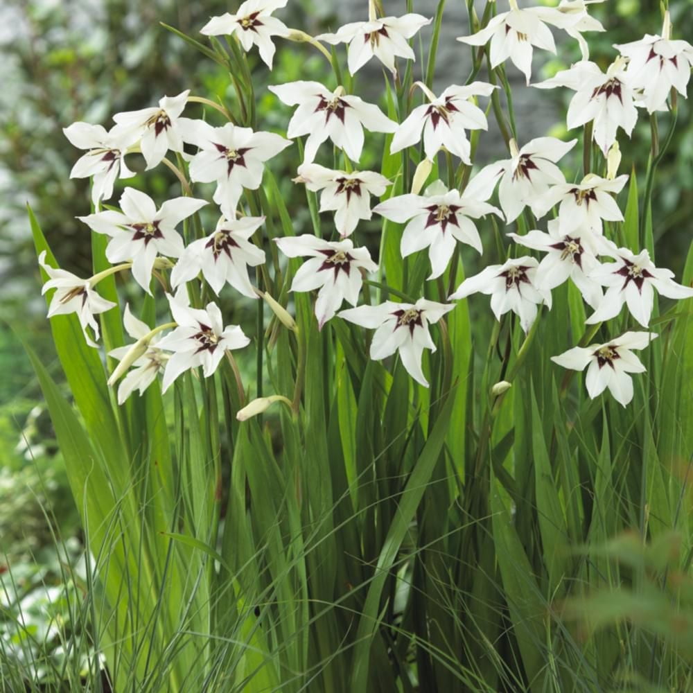 Click here for Tasc Flower Bulbs Gladiolus Callianthus Murielae (... prices