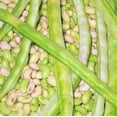 TomorrowSeeds - Texas Cream 8 Pea Seeds - 150+ Count - For 2026 ...