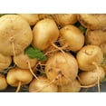 TomorrowSeeds - Golden Ball Turnip Seeds - 1500+ Count Packet ...