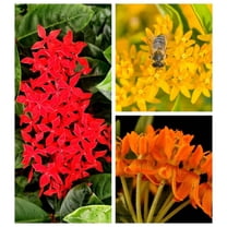 50 Mixed Colors VERONICA SIGHTSEEING MIXTURE (Spike Speedwell) Veronica ...