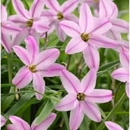 Jessie Spring Starflower Bulbs, Easy to Grow, Fall Planting, Exotic ...
