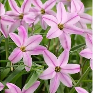 Jessie Spring Starflower Bulbs, Easy to Grow, Fall Planting, Exotic ...