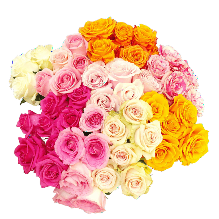 Colors Of Rose Flowers | Best Flower Site