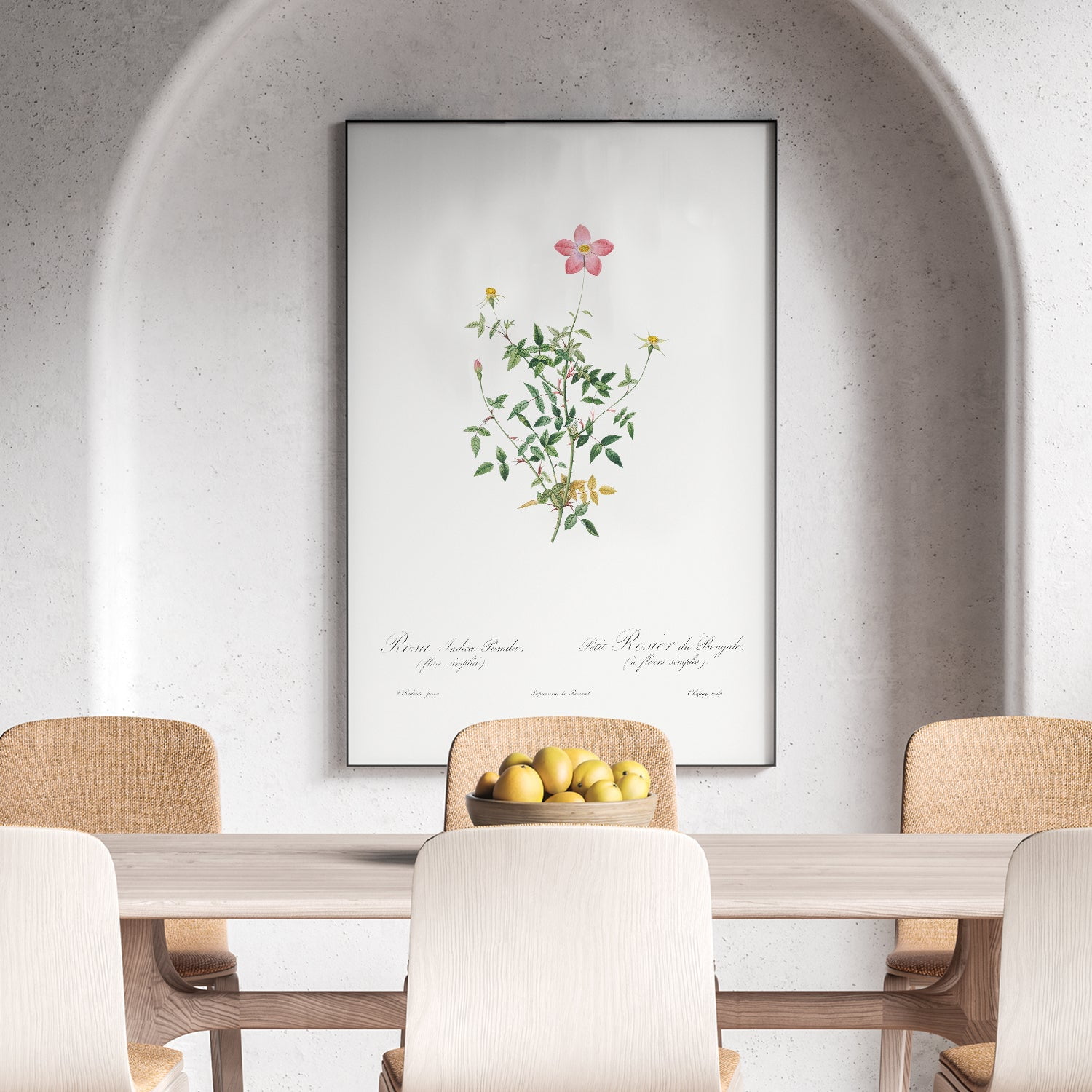 Single Dwarf China Rose - 1817–1824 | Pierre-Joseph Redouté | Premium ...