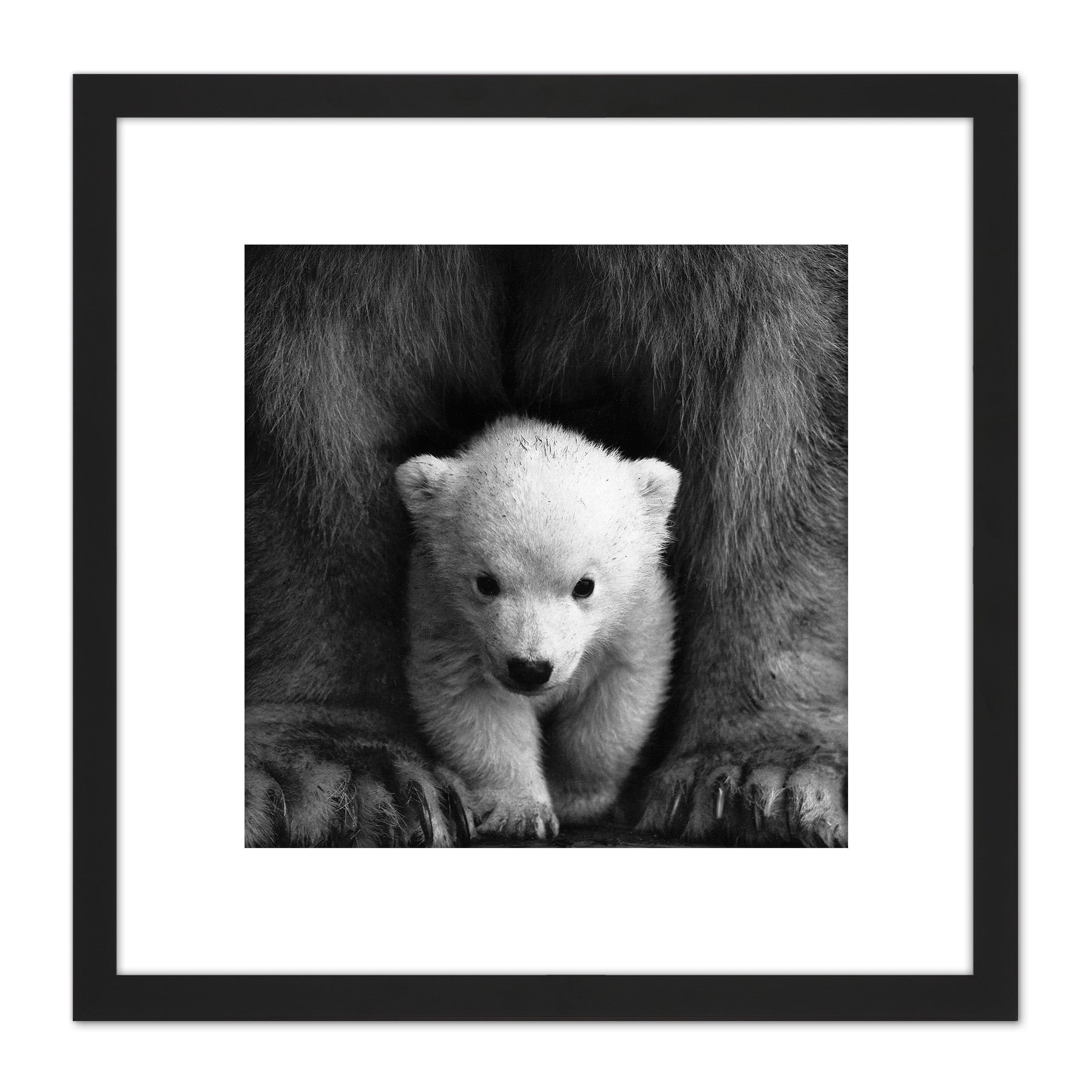 Bear Cub Black White Animal Photo 8X8 Inch Square Wooden Framed Wall ...