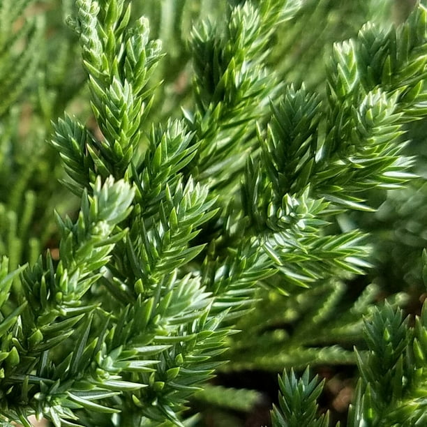 2.5 Qt - Parsoni Juniper - Evergreen Groundcover Shrub - Live Plants ...