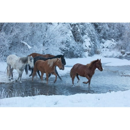 Horse drive in winter on Hideout Ranch, Shell, Wyoming Horses crossing ...