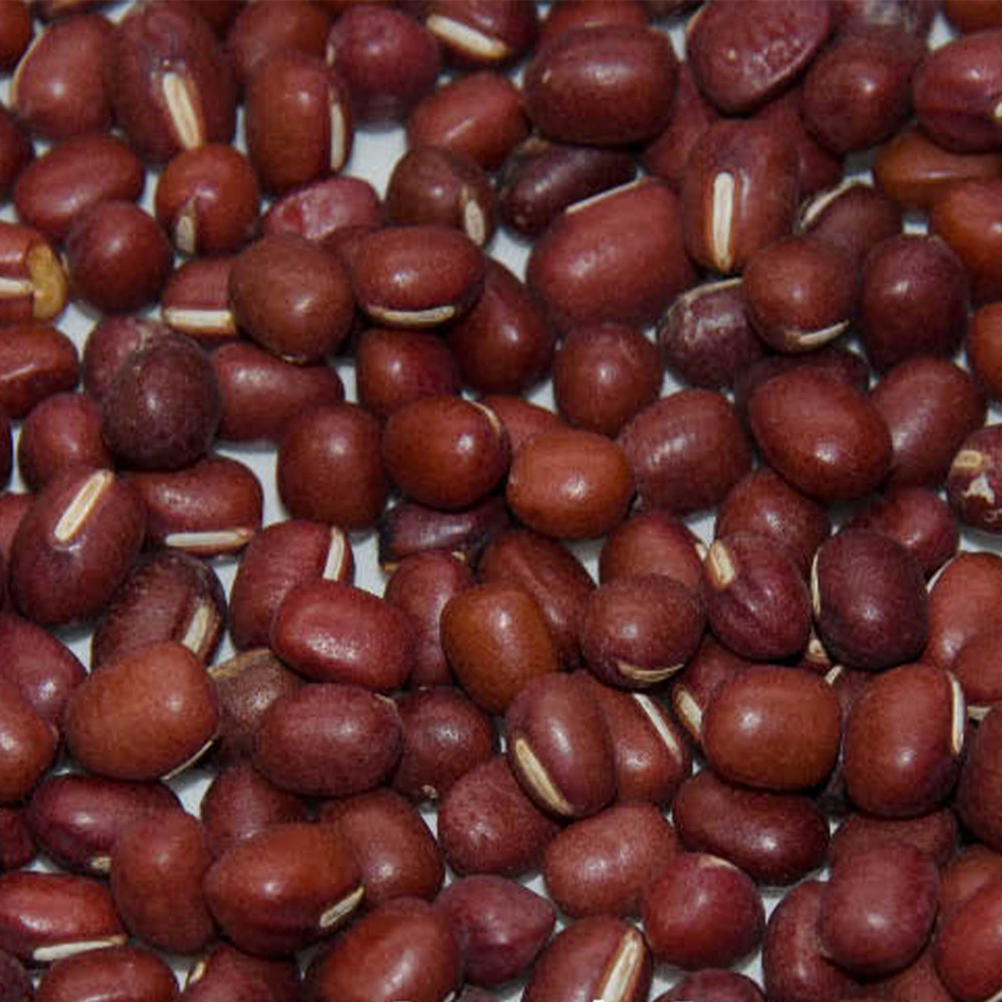 Vigna Angularis