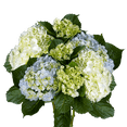 40 Stems of Assorted Color Hydrangeas- Beautiful Fresh Cut Flowers ...