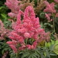 Astilbe japonica–Rheinland–Vibrant pink blooms 1 Gallon - Walmart.com