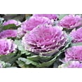 Ornamental Cabbage Mix Planting Pack, 50 Seeds, Flowering Brassica ...