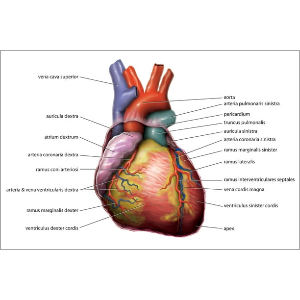 24"x36" Gallery Poster, Anatomy of the Human Heart in latin - Walmart.com