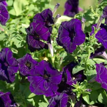 Petunia - Frost Series Flower Garden Seed - 1000 Pelleted Seeds ...
