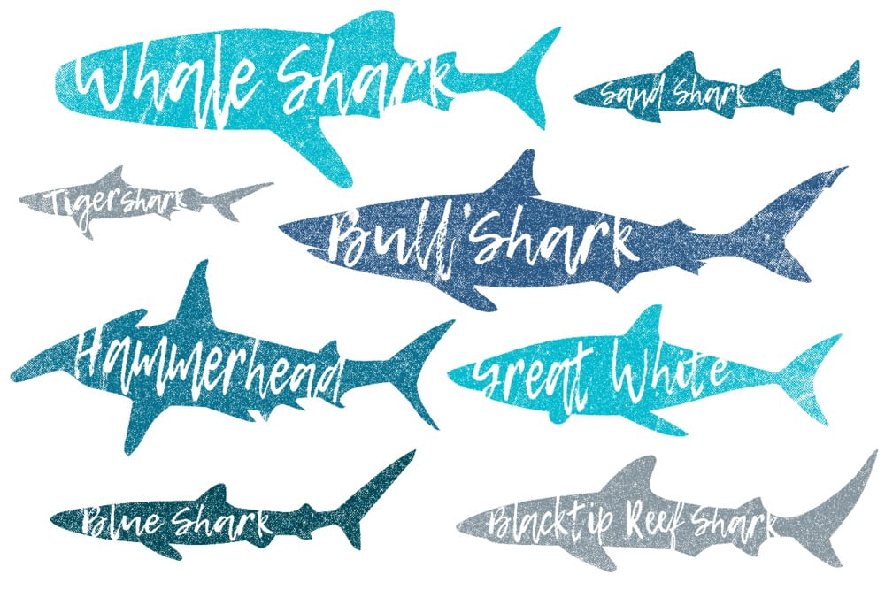 Sharks, Pattern, Shark Names (16x24 Giclee Gallery Art Print, Vivid ...