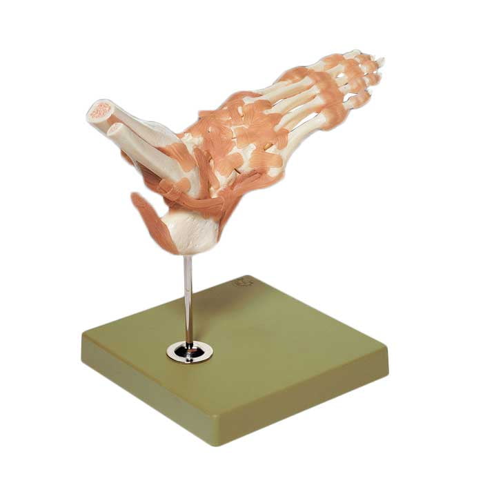 Buy Functional Anatomical Model of Foot and Ankle Online at Lowest ...