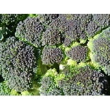 Purple Sprouting Broccoli Seeds/ Perennial/ Full Sun/ 9K Seeds 1 oz ...