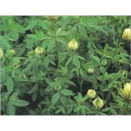 Dove Proso Millet Seed - 1 Lb. - Walmart.com