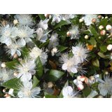 20 TRUE MYRTLE Myrtus Communis aka Common & Sweet Myrtle Fragrant White ...