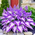 Colorful Hostas-High Quality Gifts-Beautiful Holiday Decoration-(Non ...