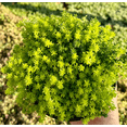 Live Sedum Tokyo Sun Plant - Yellow Stonecrop Plant - Tokyo Sun ...