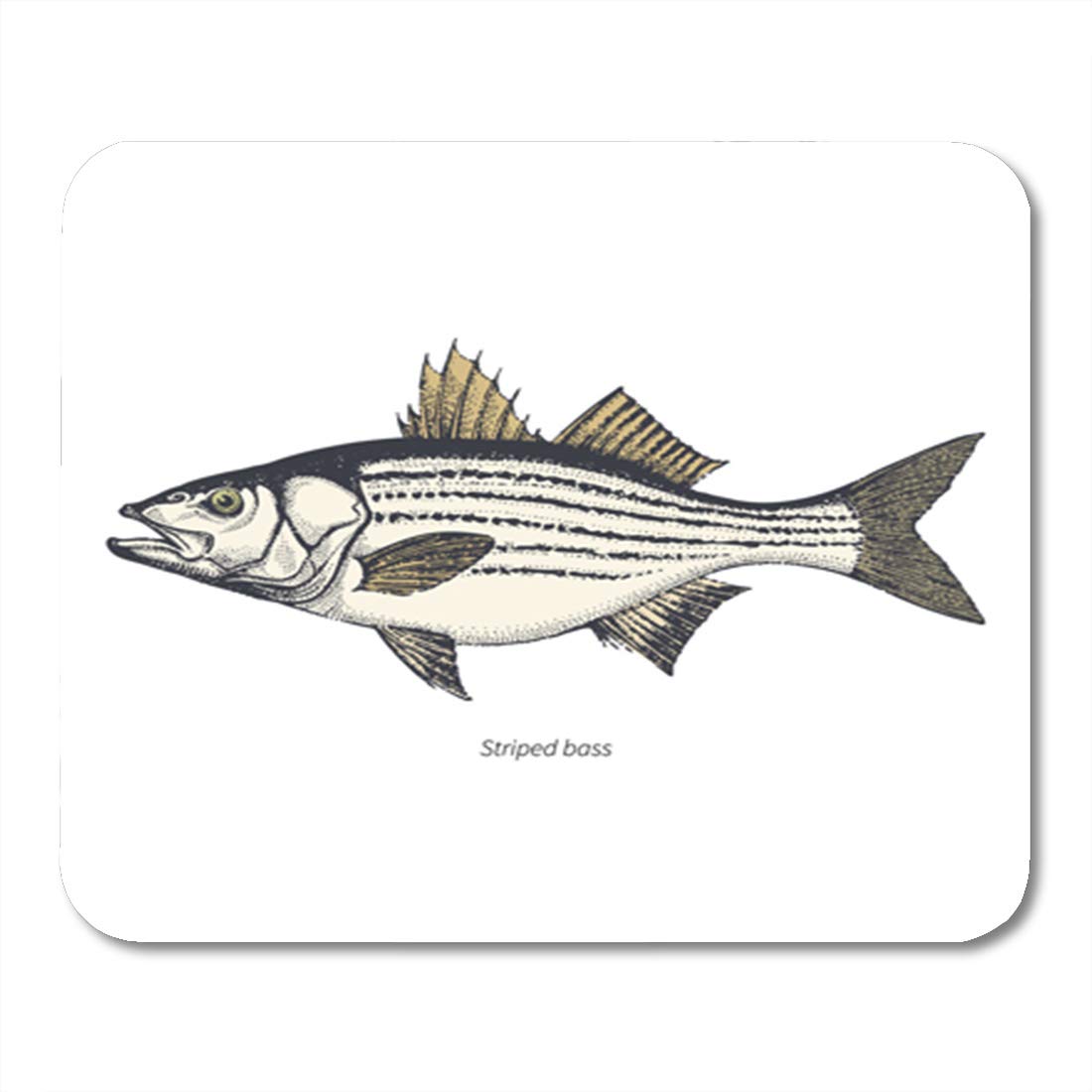 SIDONKU Fish Striped Bass Outline Color Vintage Sea White American ...