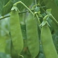 Burpee Sugar Daddy Pea Seeds - Non-GMO, Snap Pea, Heirloom Vegetable ...