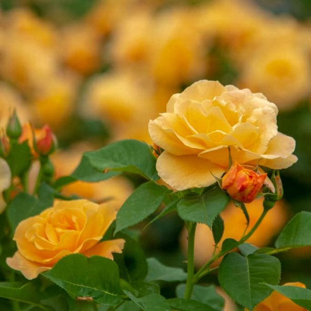 Orange Flowering Freedom Shrub Rose 4 In. Potted Deciduous Plant (1 ...